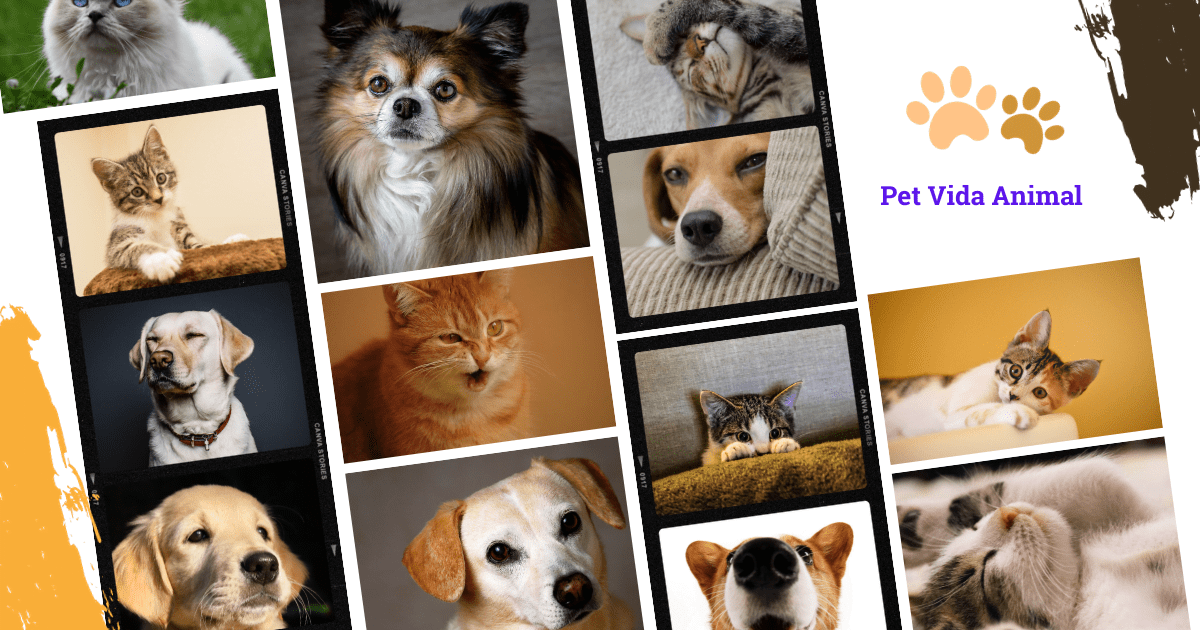 Termos de Uso e Exoneração de Responsabilidade - Pet Vida Animal