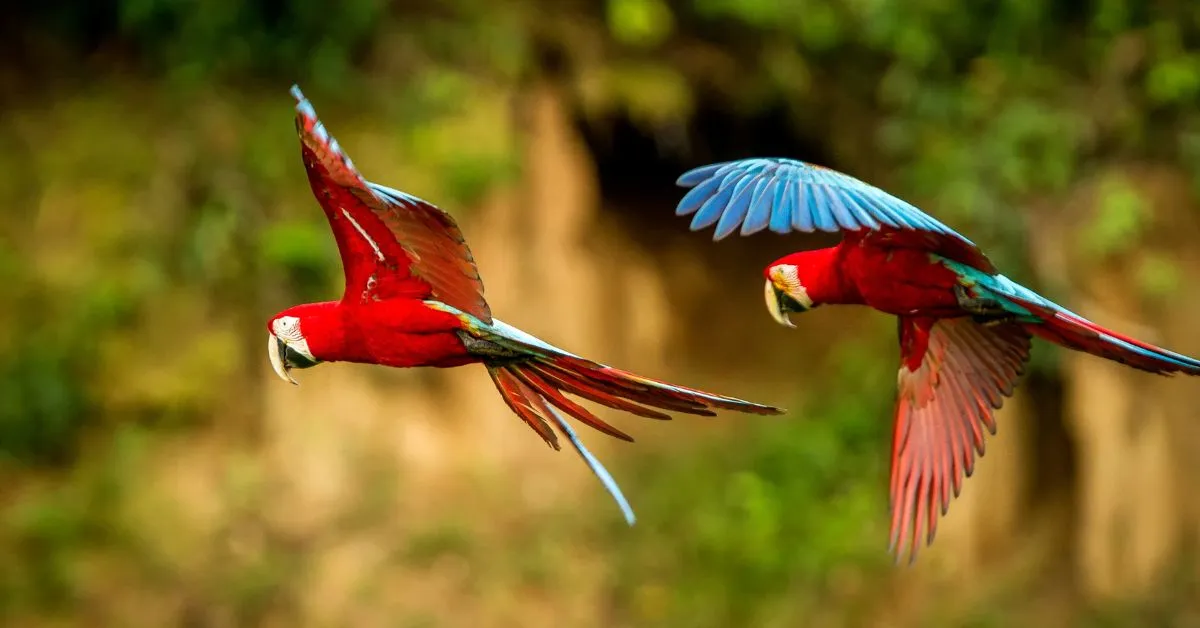 Descubra os Fascinantes Animais da Fauna Brasileira